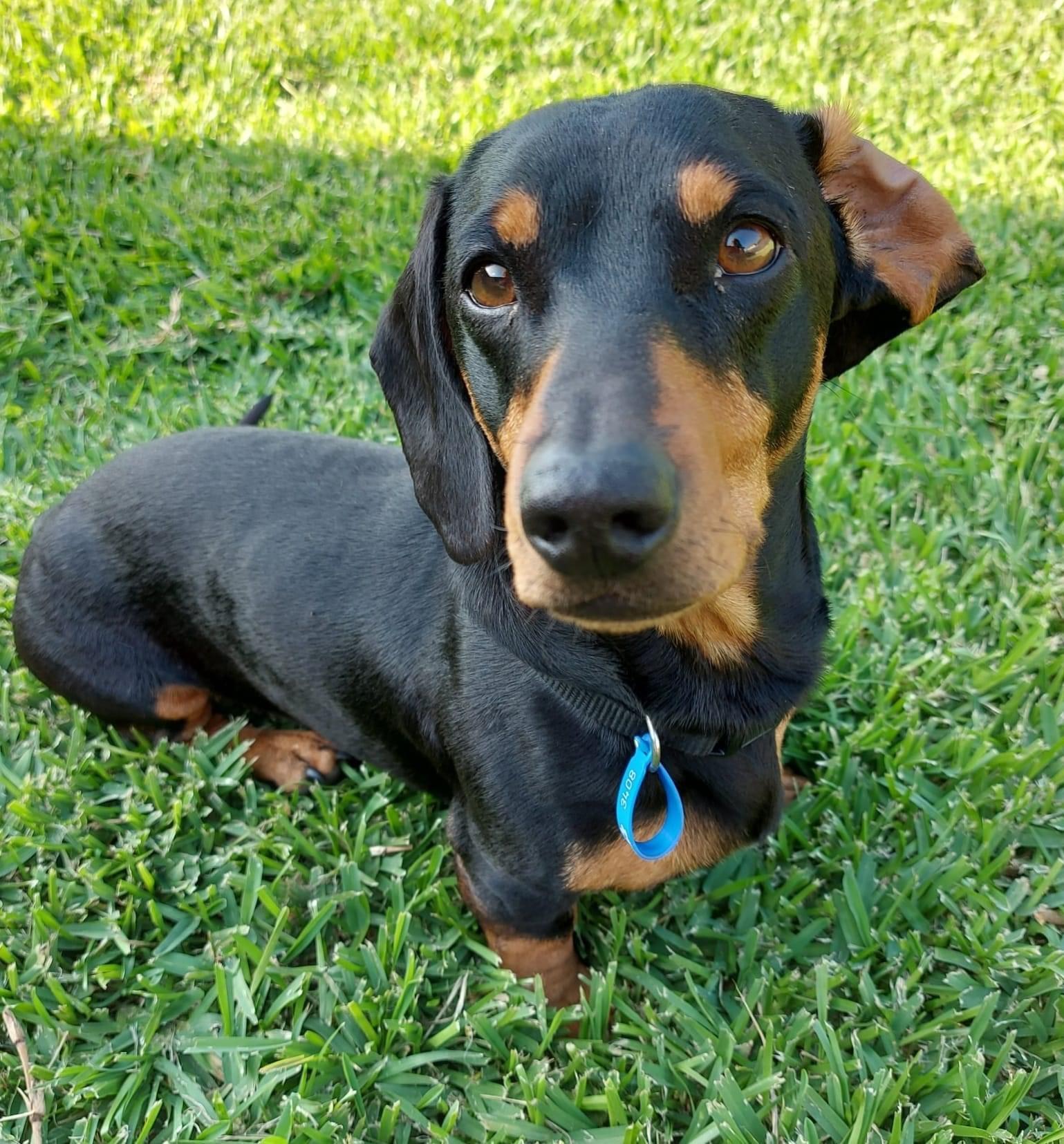 Bruno – Lucky Paws Dog Rescue Inc