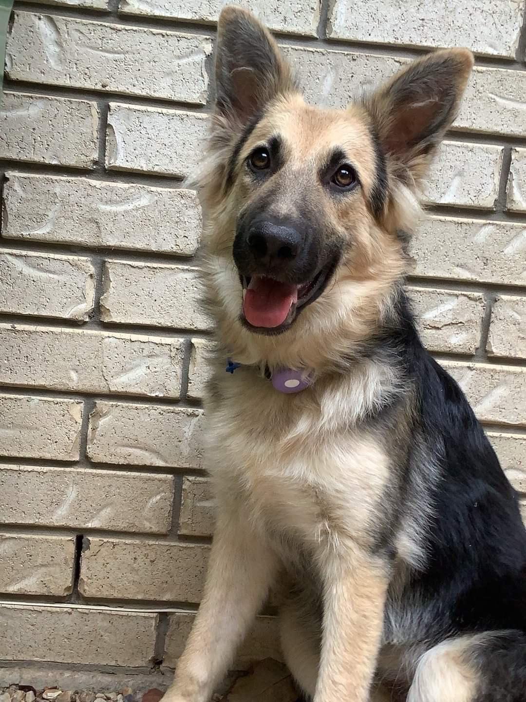 Wanda – Lucky Paws Dog Rescue Inc