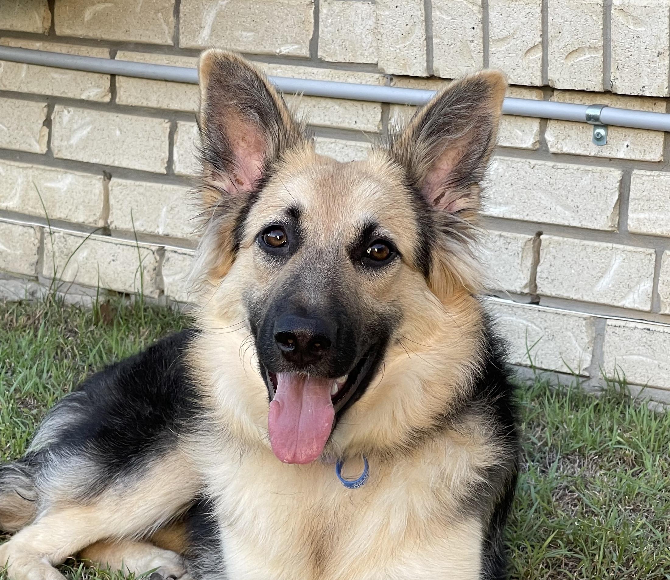 Wanda – Lucky Paws Dog Rescue Inc