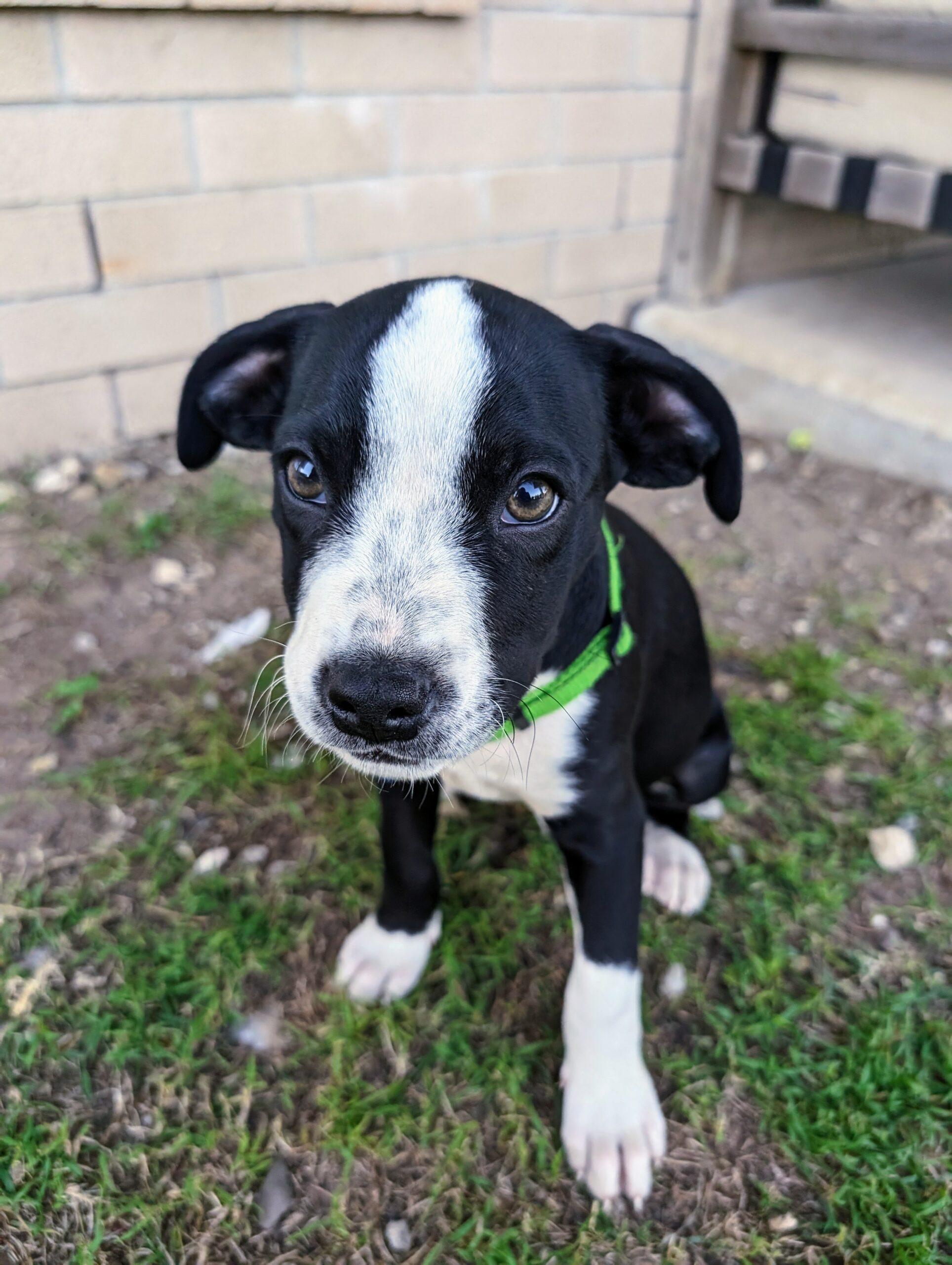 Bert – Lucky Paws Dog Rescue Inc
