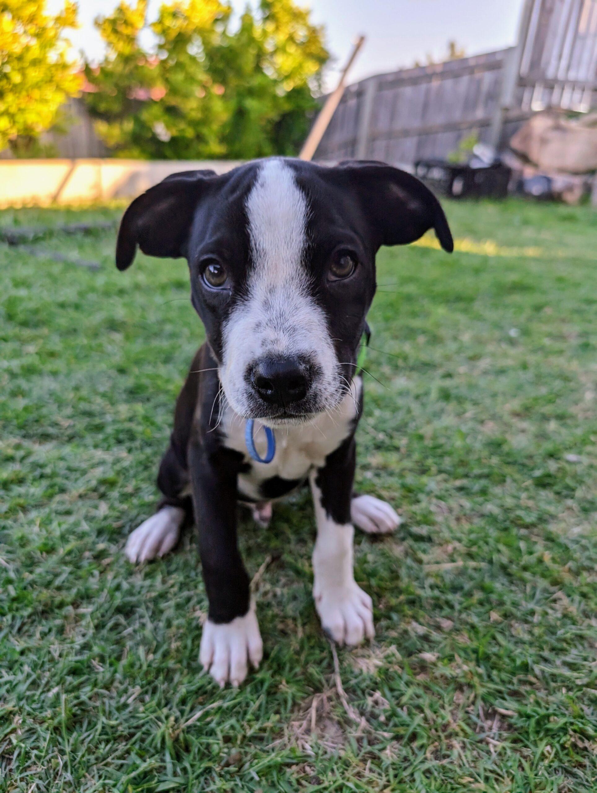 Bert – Lucky Paws Dog Rescue Inc