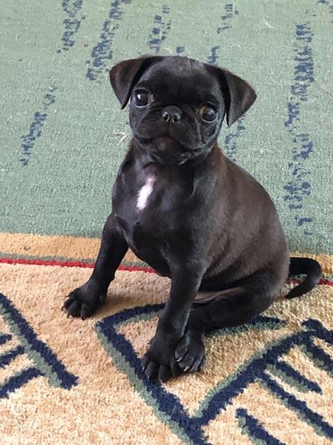 Darla – Lucky Paws Dog Rescue Inc