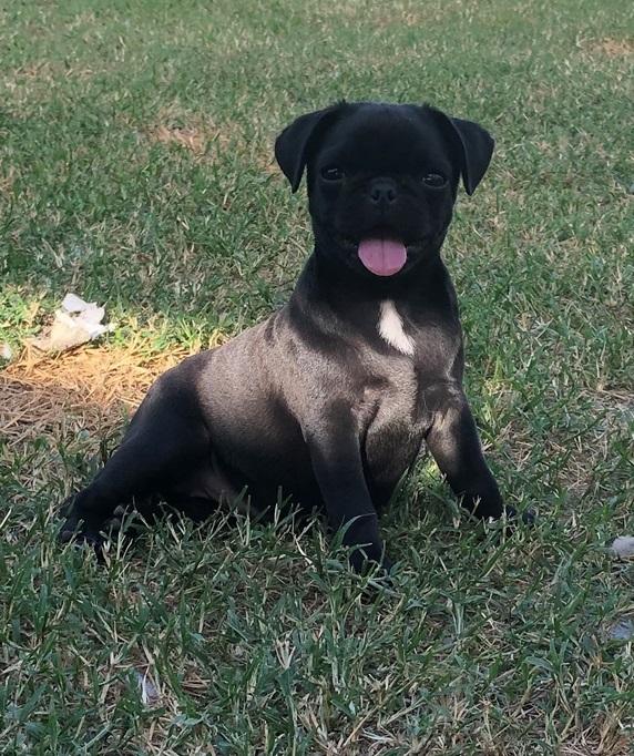 Darla – Lucky Paws Dog Rescue Inc