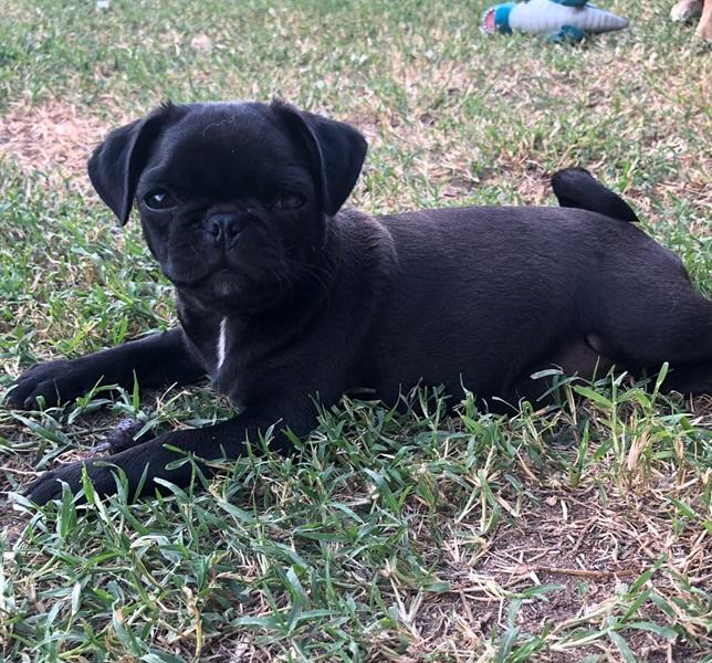 Darla – Lucky Paws Dog Rescue Inc