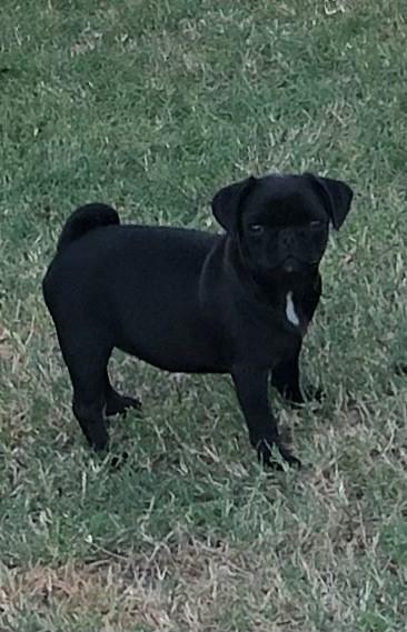 Darla – Lucky Paws Dog Rescue Inc