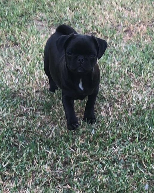 Darla – Lucky Paws Dog Rescue Inc