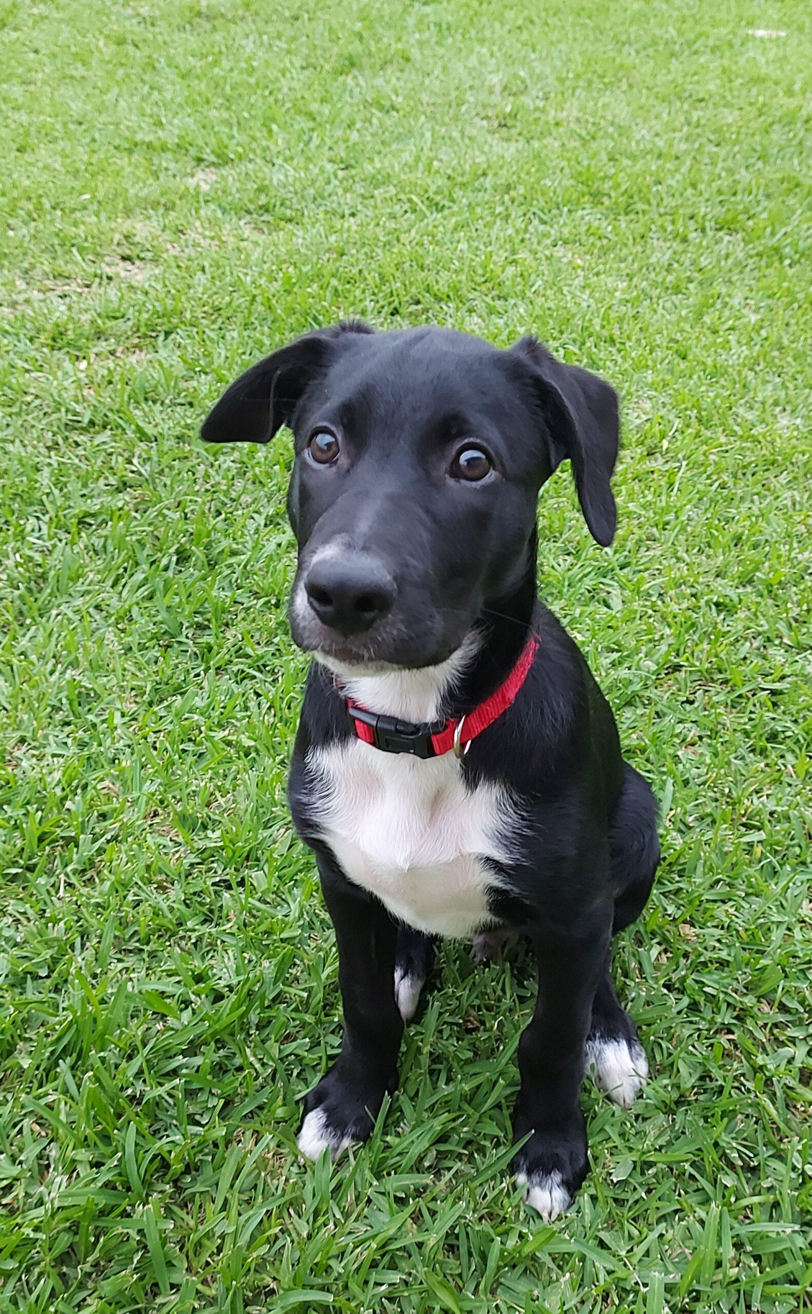 Walnut – Lucky Paws Dog Rescue Inc