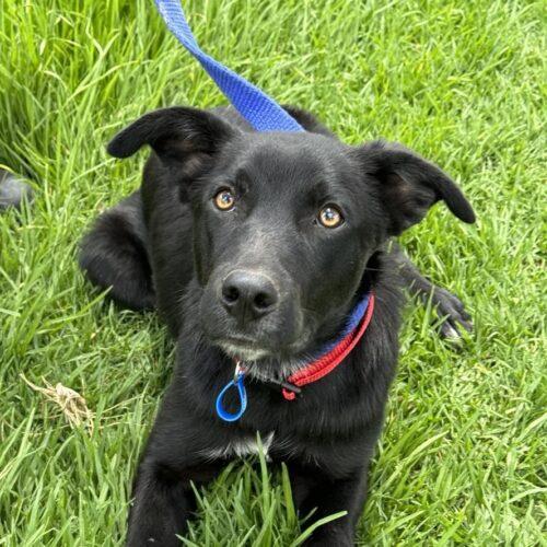 Kevin – Lucky Paws Dog Rescue Inc