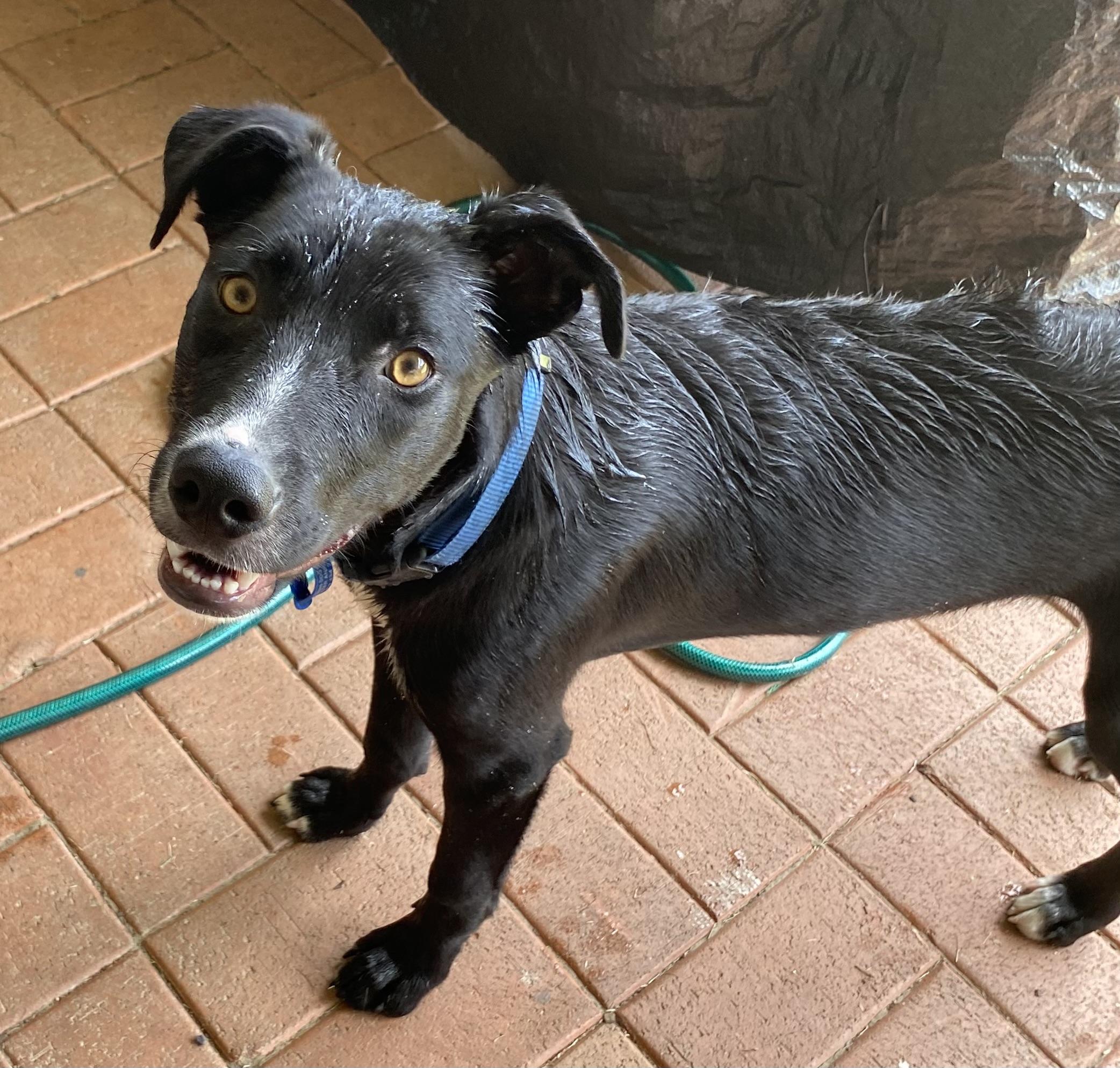 Karl – Lucky Paws Dog Rescue Inc