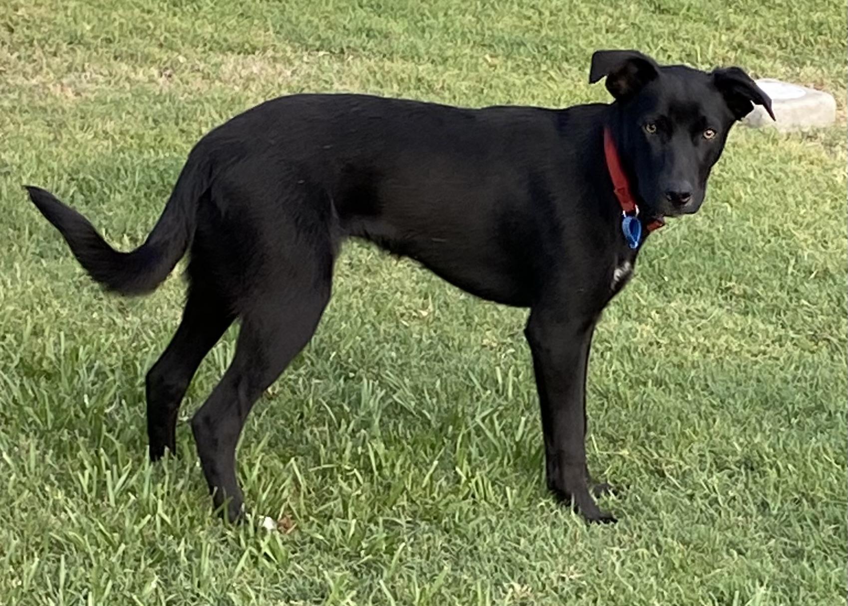 Kevin – Lucky Paws Dog Rescue Inc