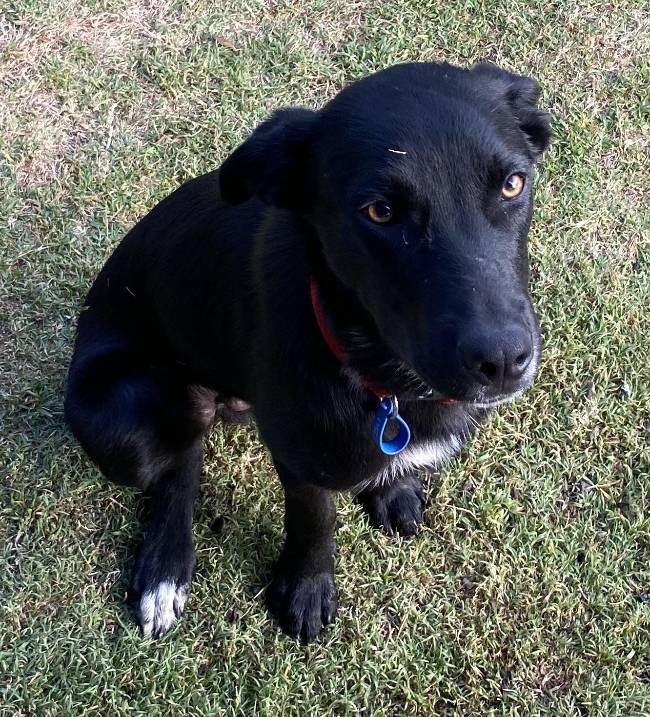 Kevin – Lucky Paws Dog Rescue Inc