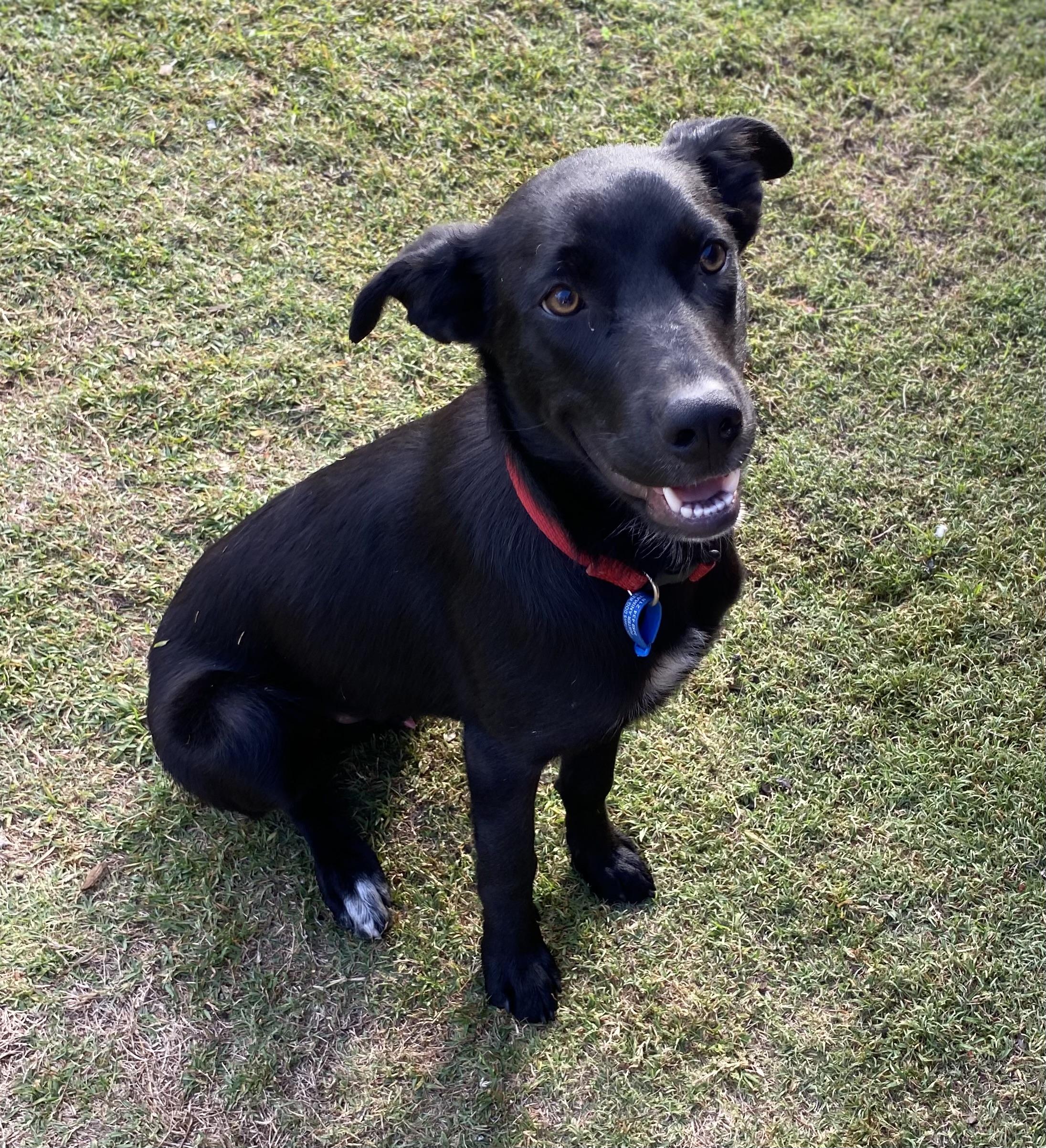 Kevin – Lucky Paws Dog Rescue Inc