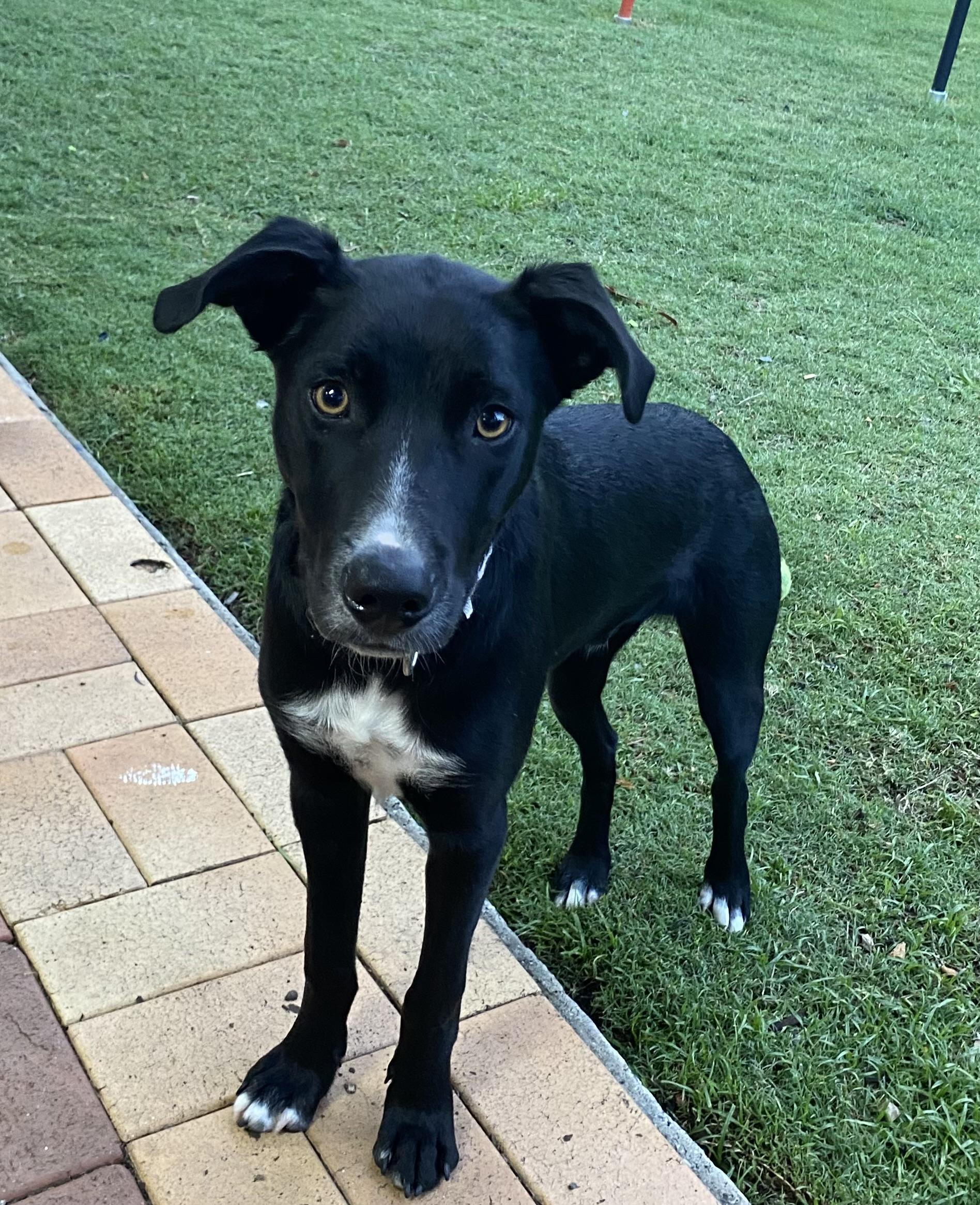 Karl – Lucky Paws Dog Rescue Inc