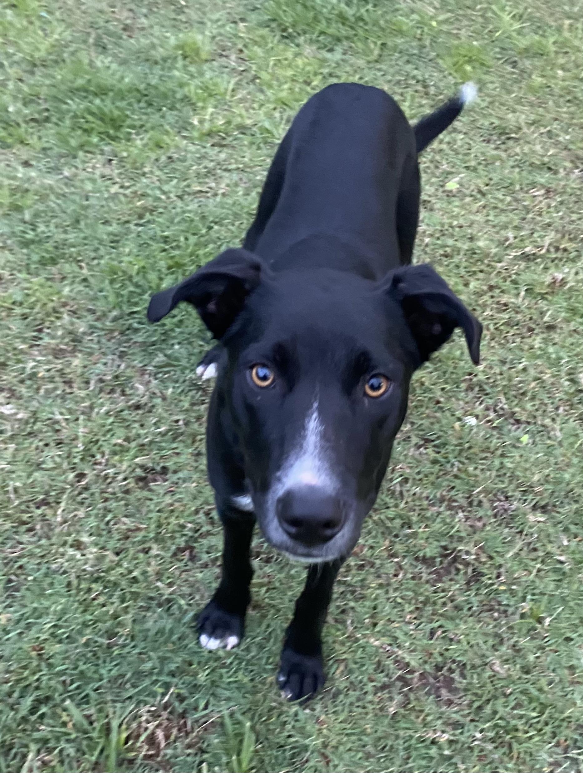 Karl – Lucky Paws Dog Rescue Inc