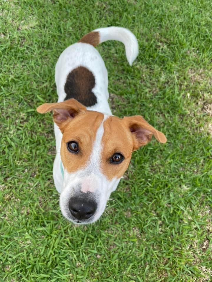 Joey – Lucky Paws Dog Rescue Inc