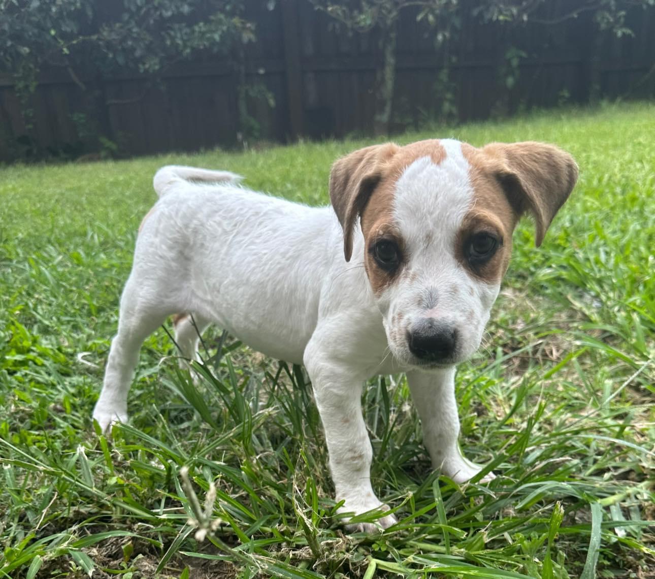 Anastasia – Lucky Paws Dog Rescue Inc