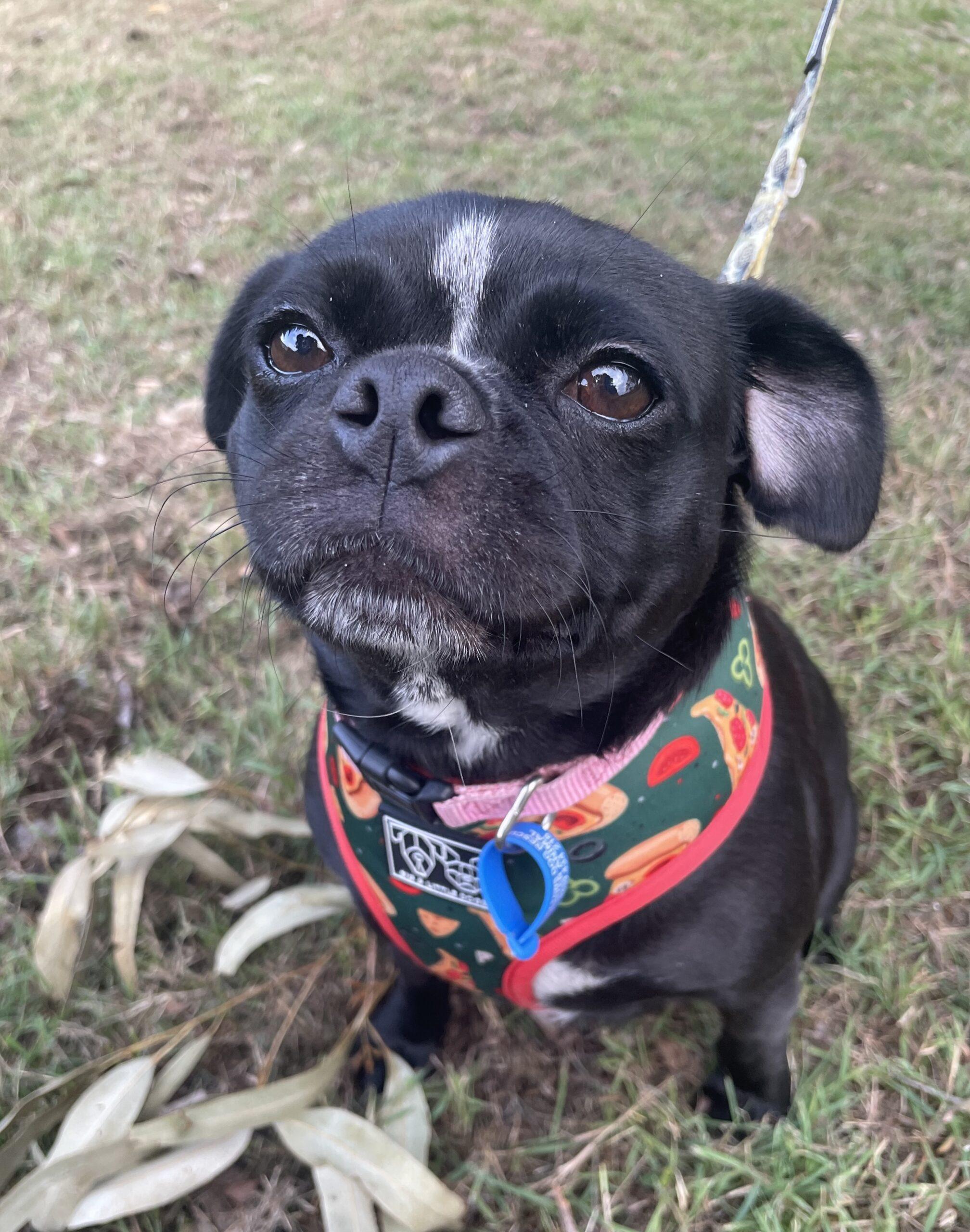 Zip – Lucky Paws Dog Rescue Inc