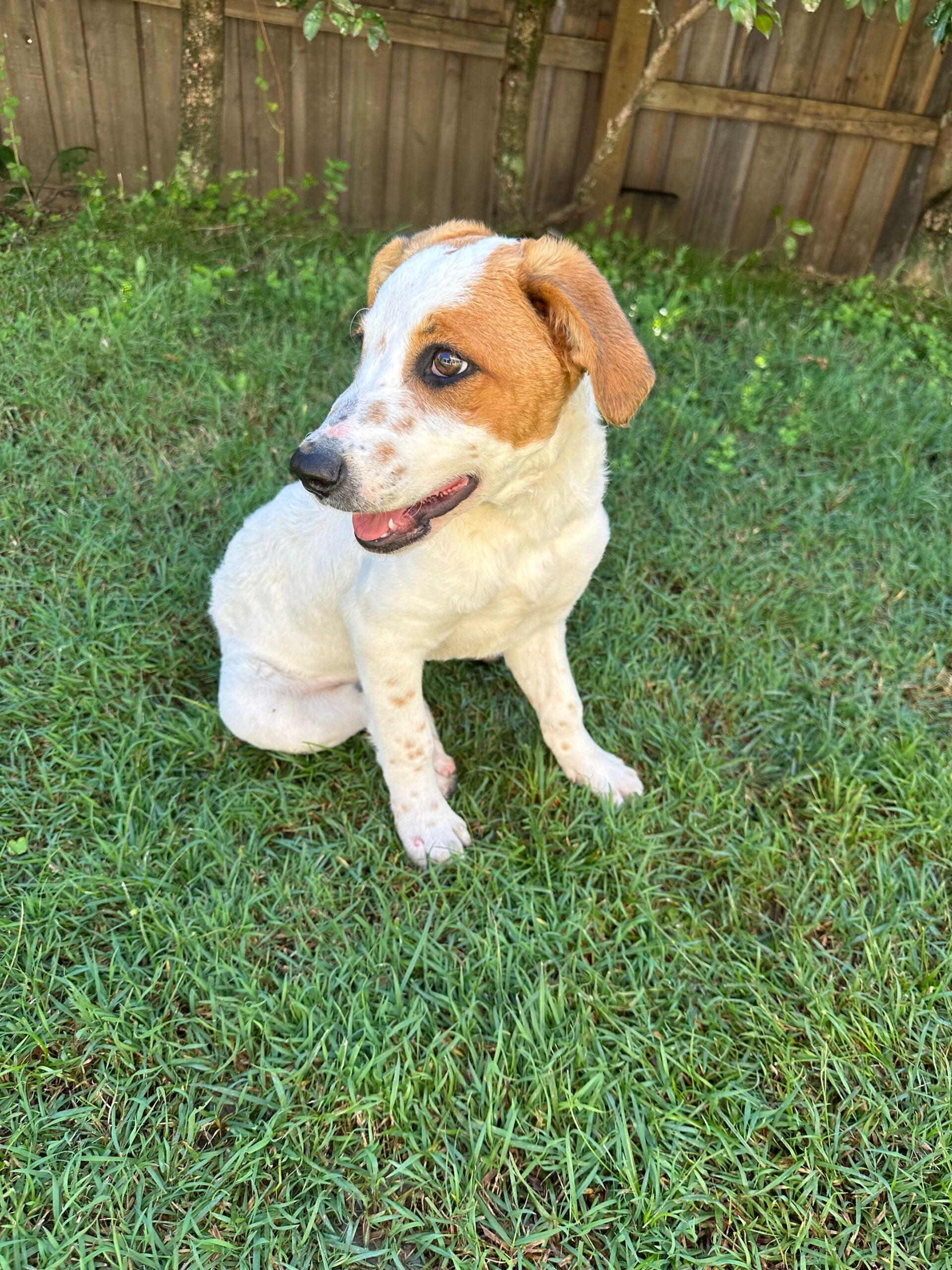 Anastasia – Lucky Paws Dog Rescue Inc
