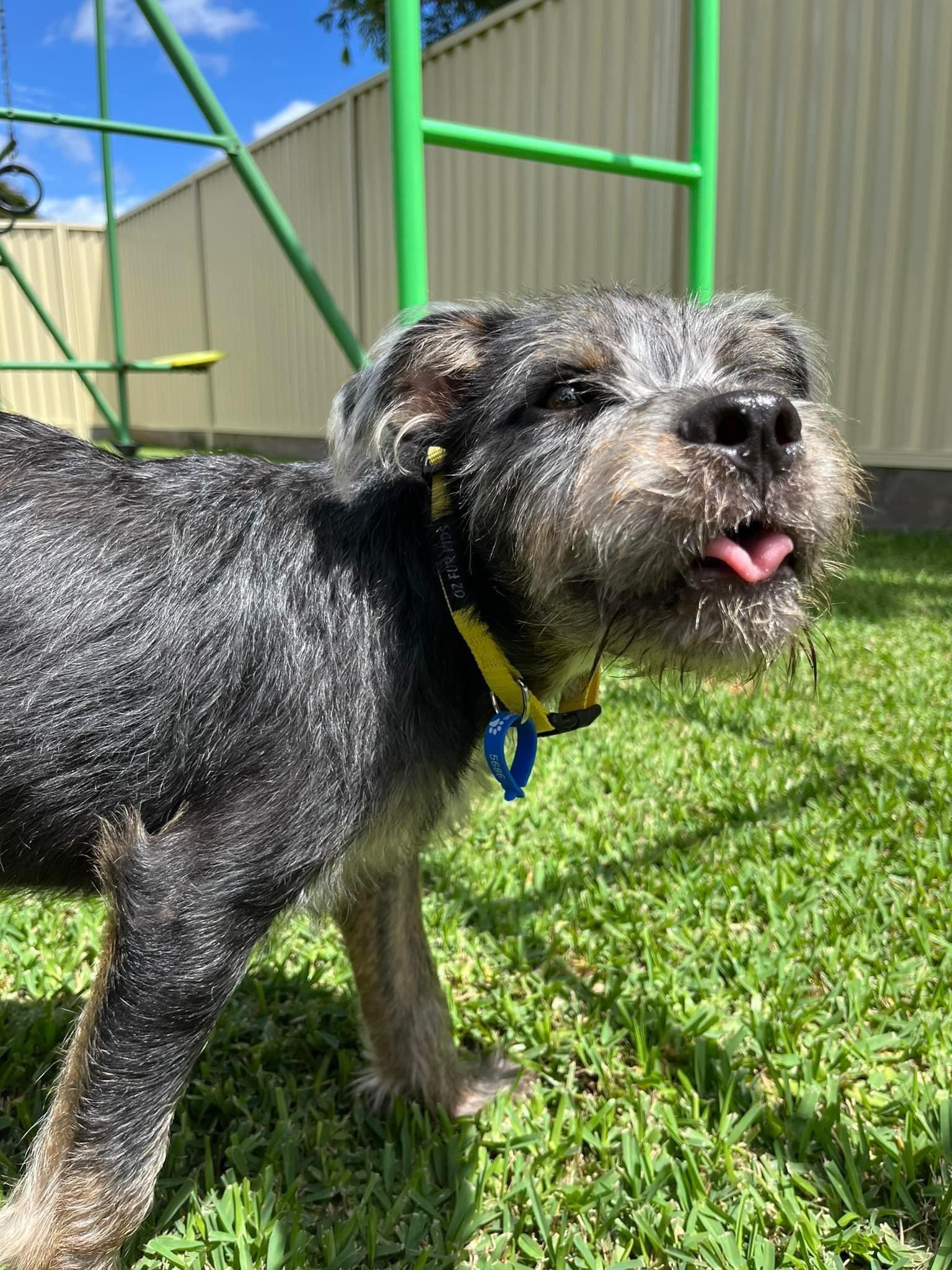 Chewy – Lucky Paws Dog Rescue Inc