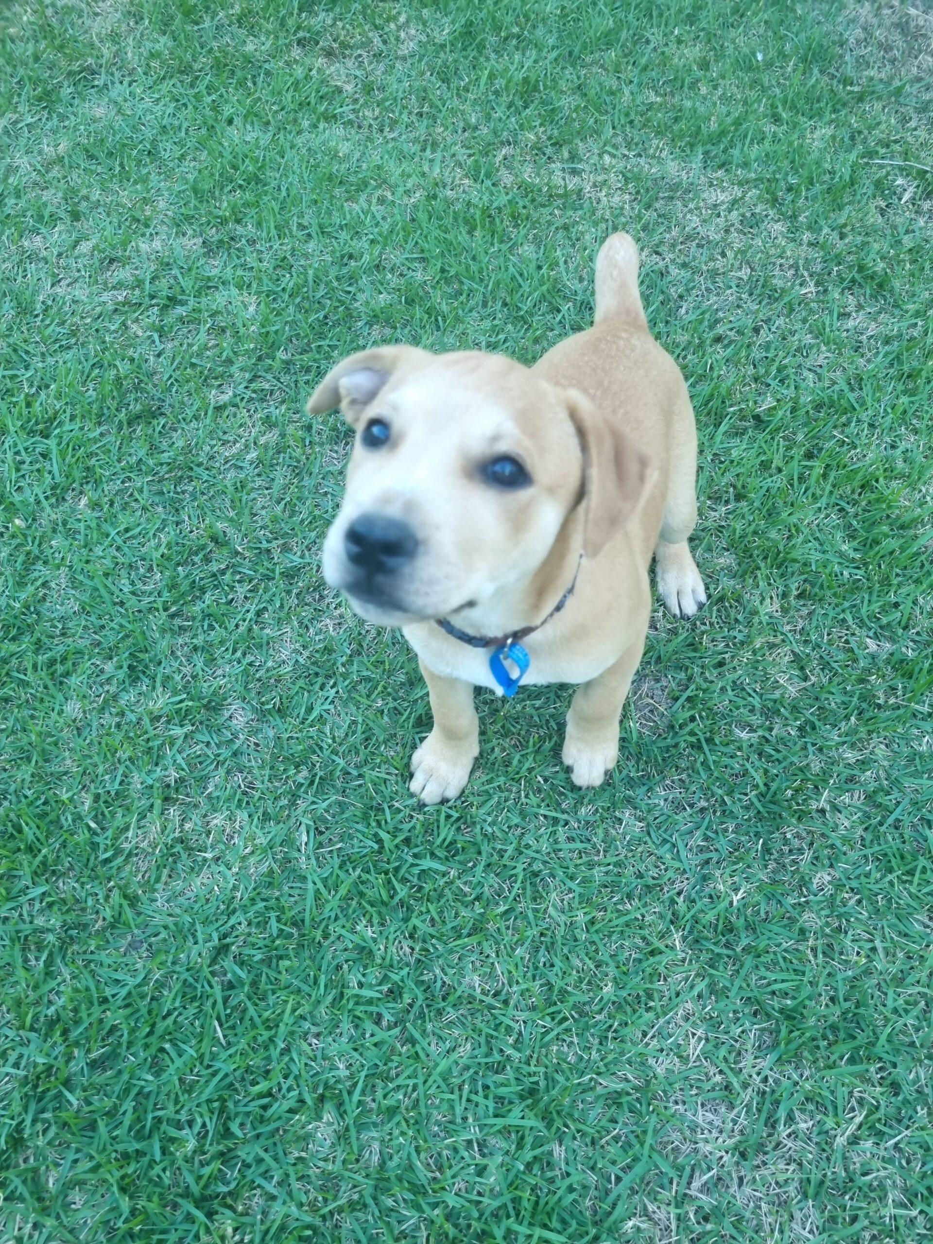 Ash – Lucky Paws Dog Rescue Inc