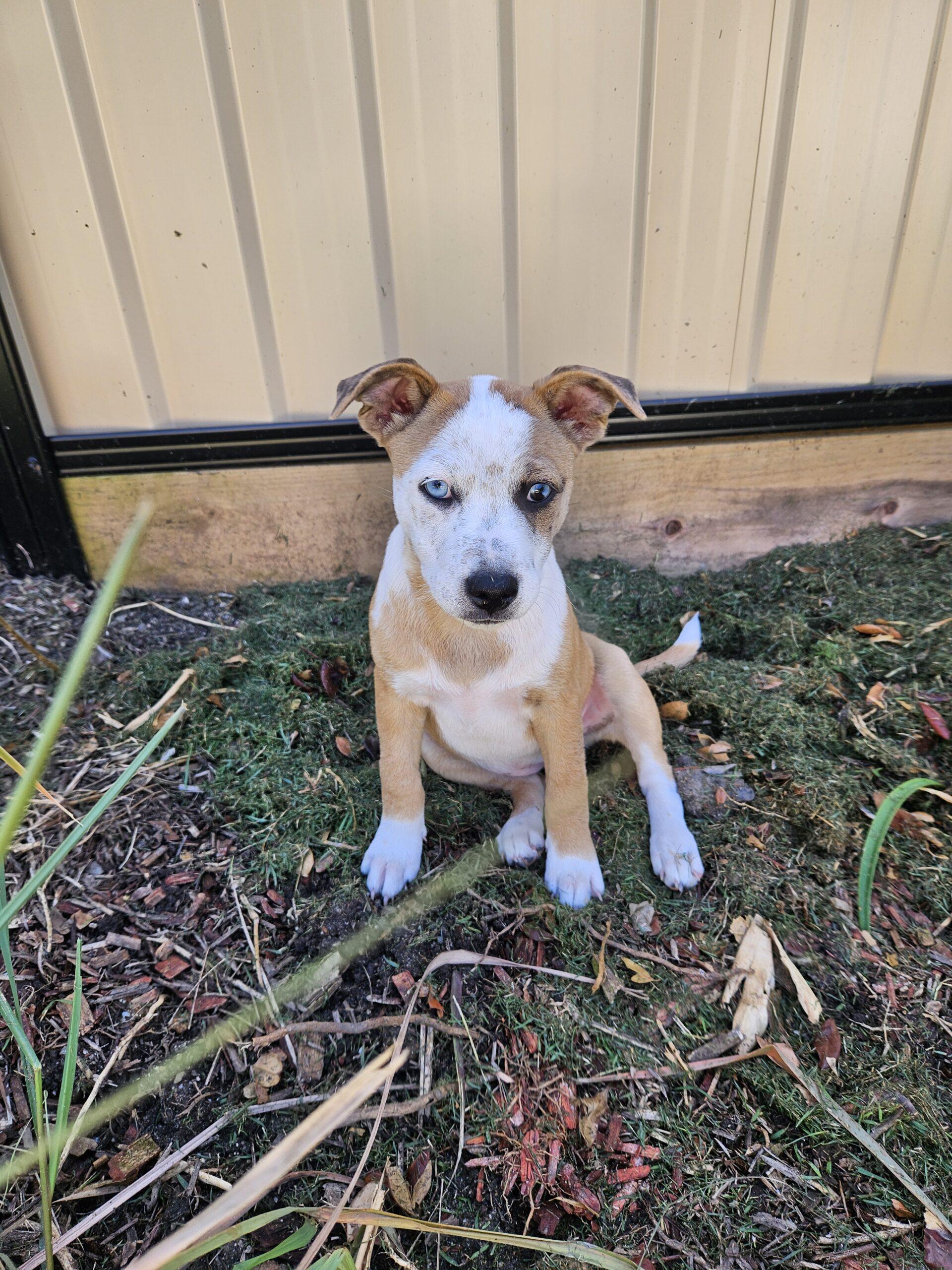 Jess – Lucky Paws Dog Rescue Inc