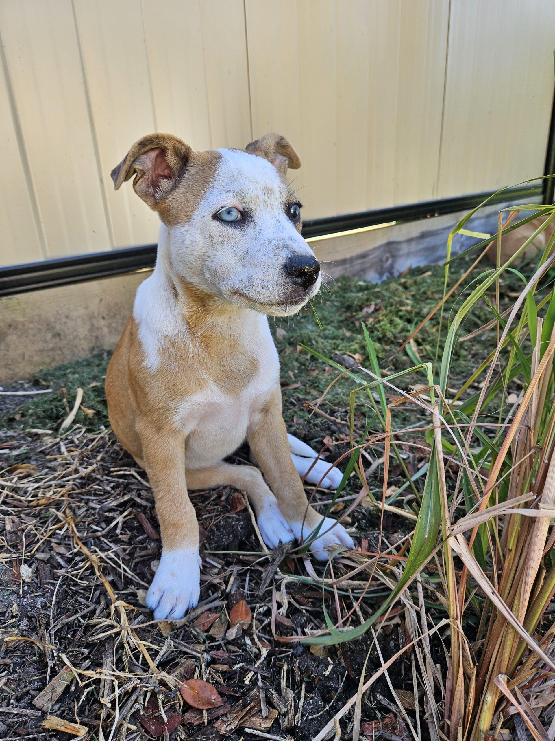 Jess – Lucky Paws Dog Rescue Inc
