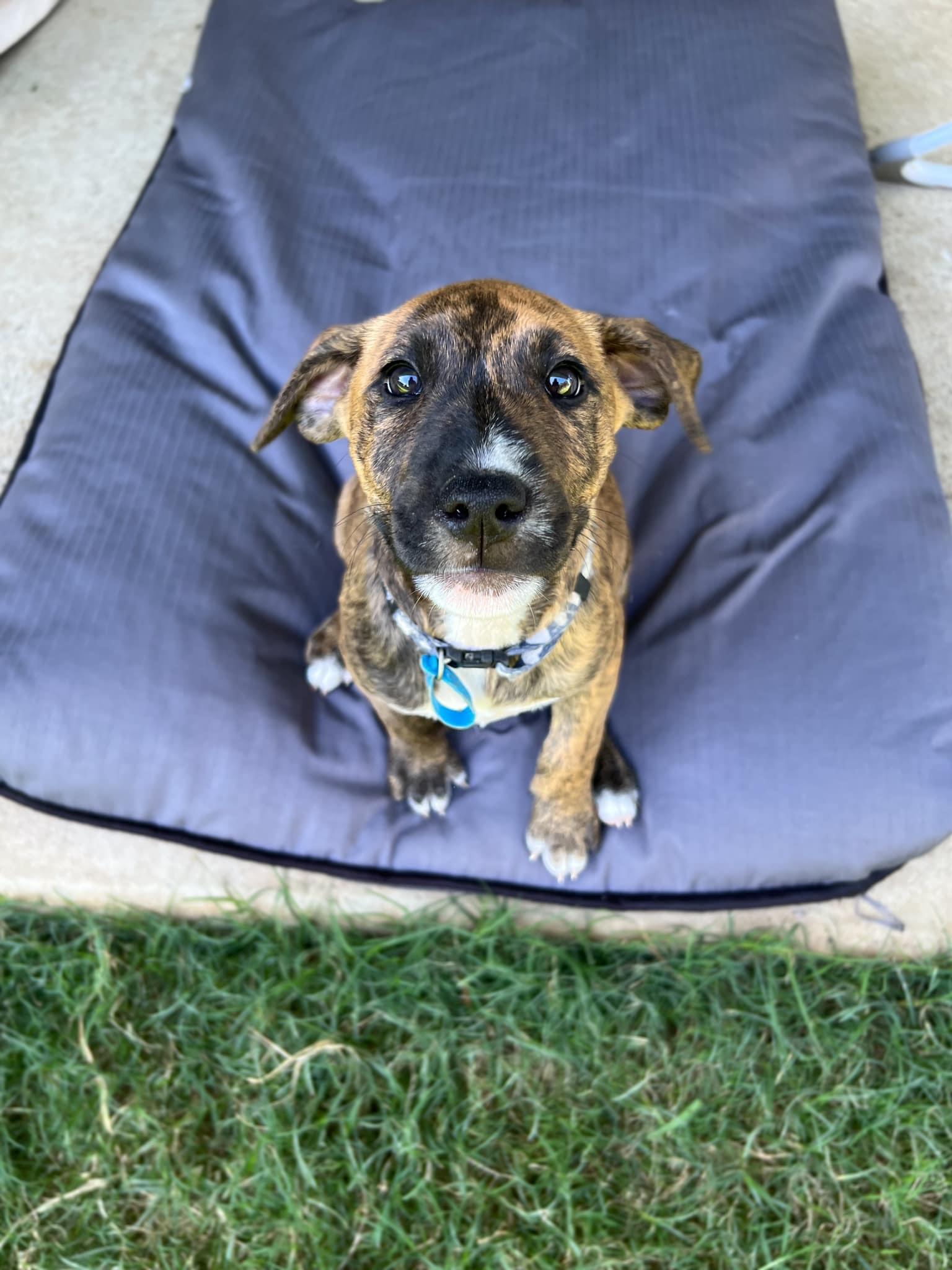 Diva – Lucky Paws Dog Rescue Inc