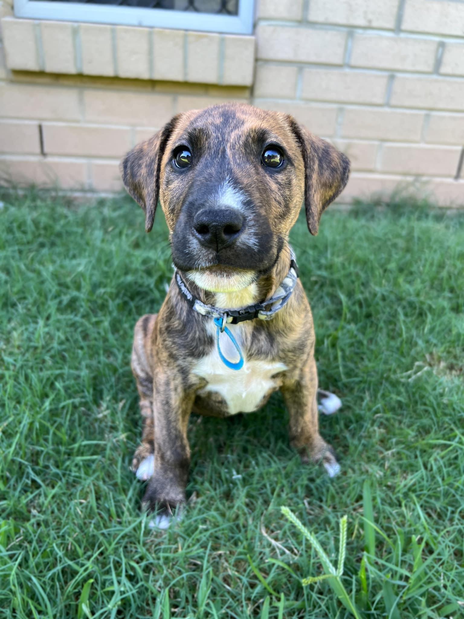 Diva – Lucky Paws Dog Rescue Inc