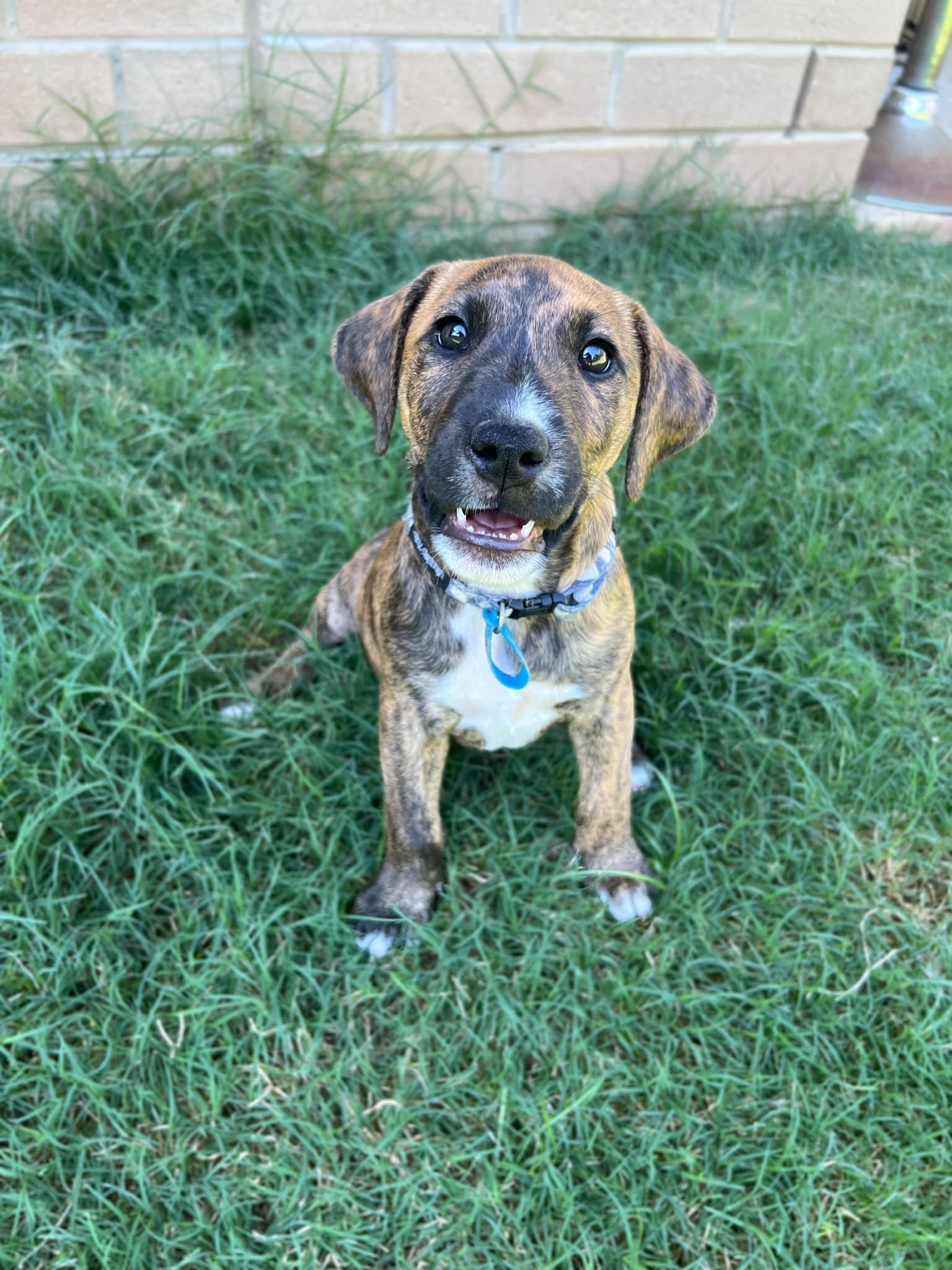 Diva – Lucky Paws Dog Rescue Inc