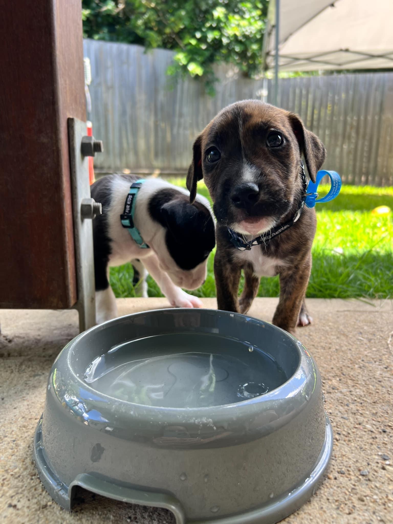 Diva – Lucky Paws Dog Rescue Inc