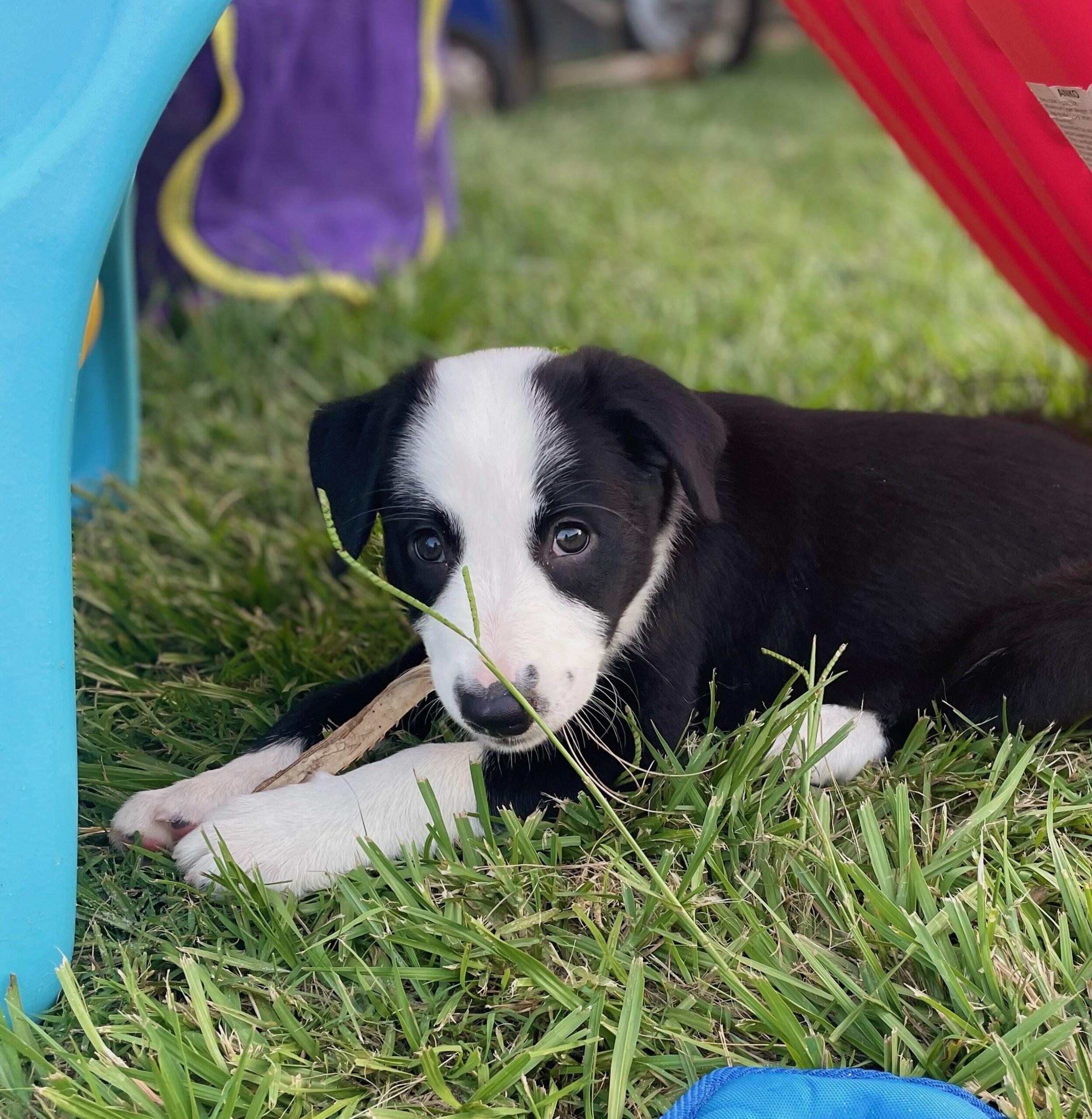 Doris – Lucky Paws Dog Rescue Inc