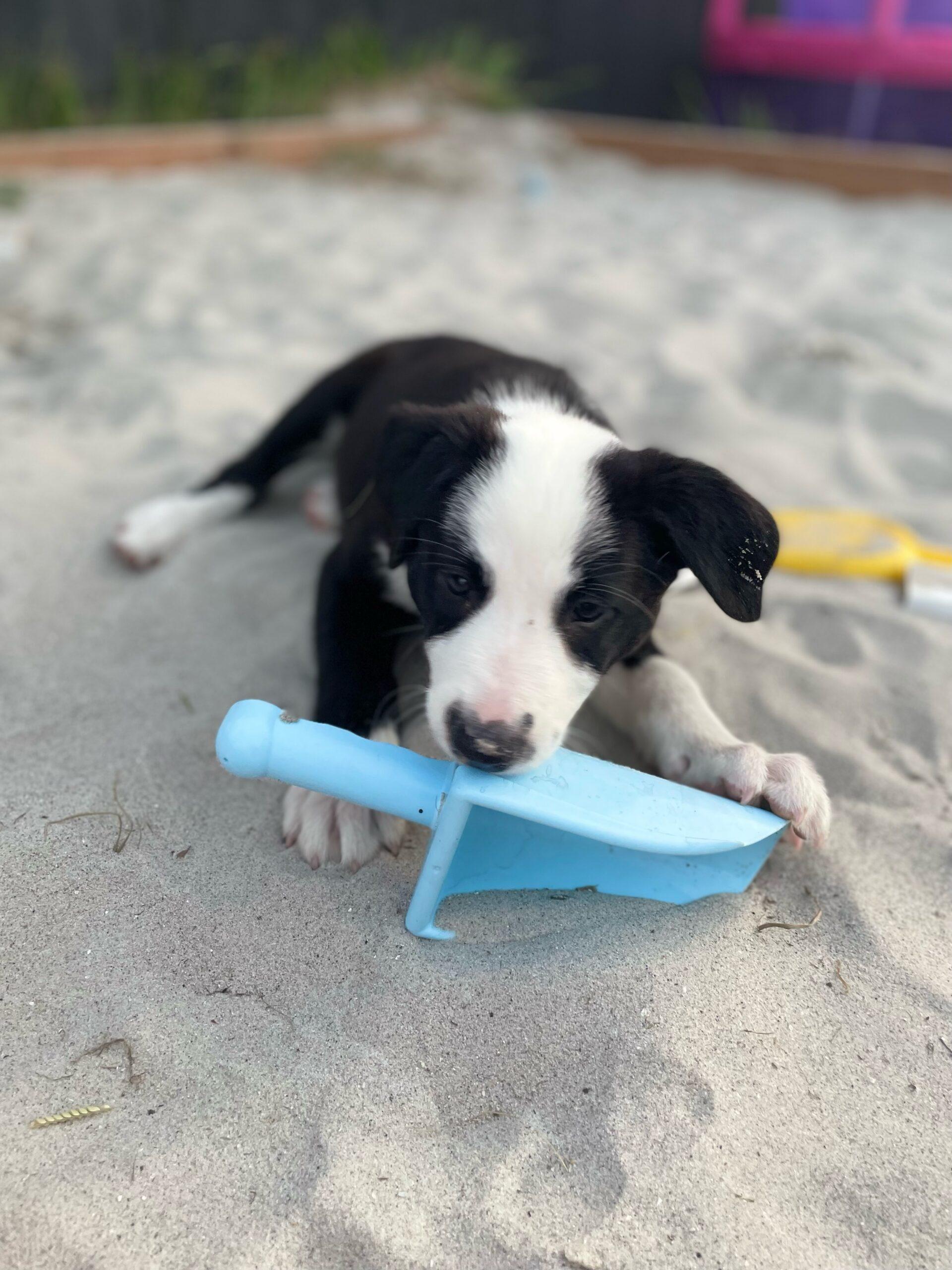 Doris – Lucky Paws Dog Rescue Inc
