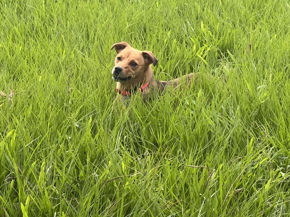 Star – Lucky Paws Dog Rescue Inc