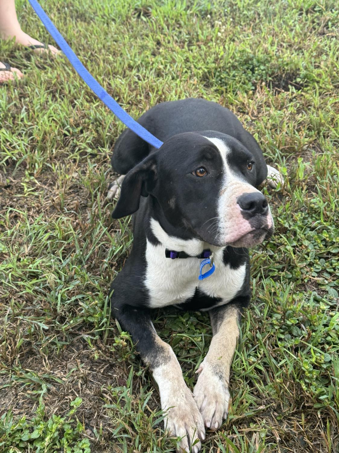 Liberty – Lucky Paws Dog Rescue Inc