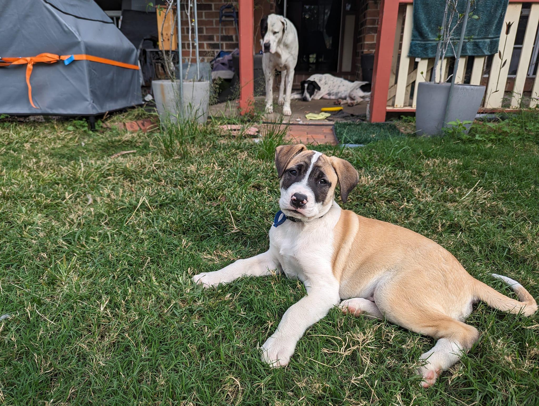 Bega – Lucky Paws Dog Rescue Inc