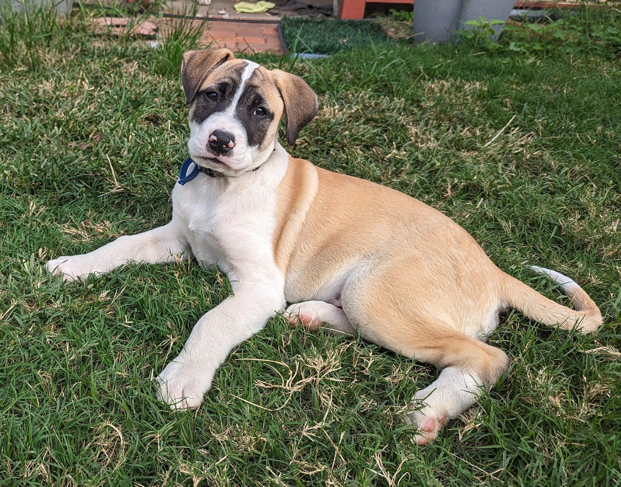 Bega – Lucky Paws Dog Rescue Inc