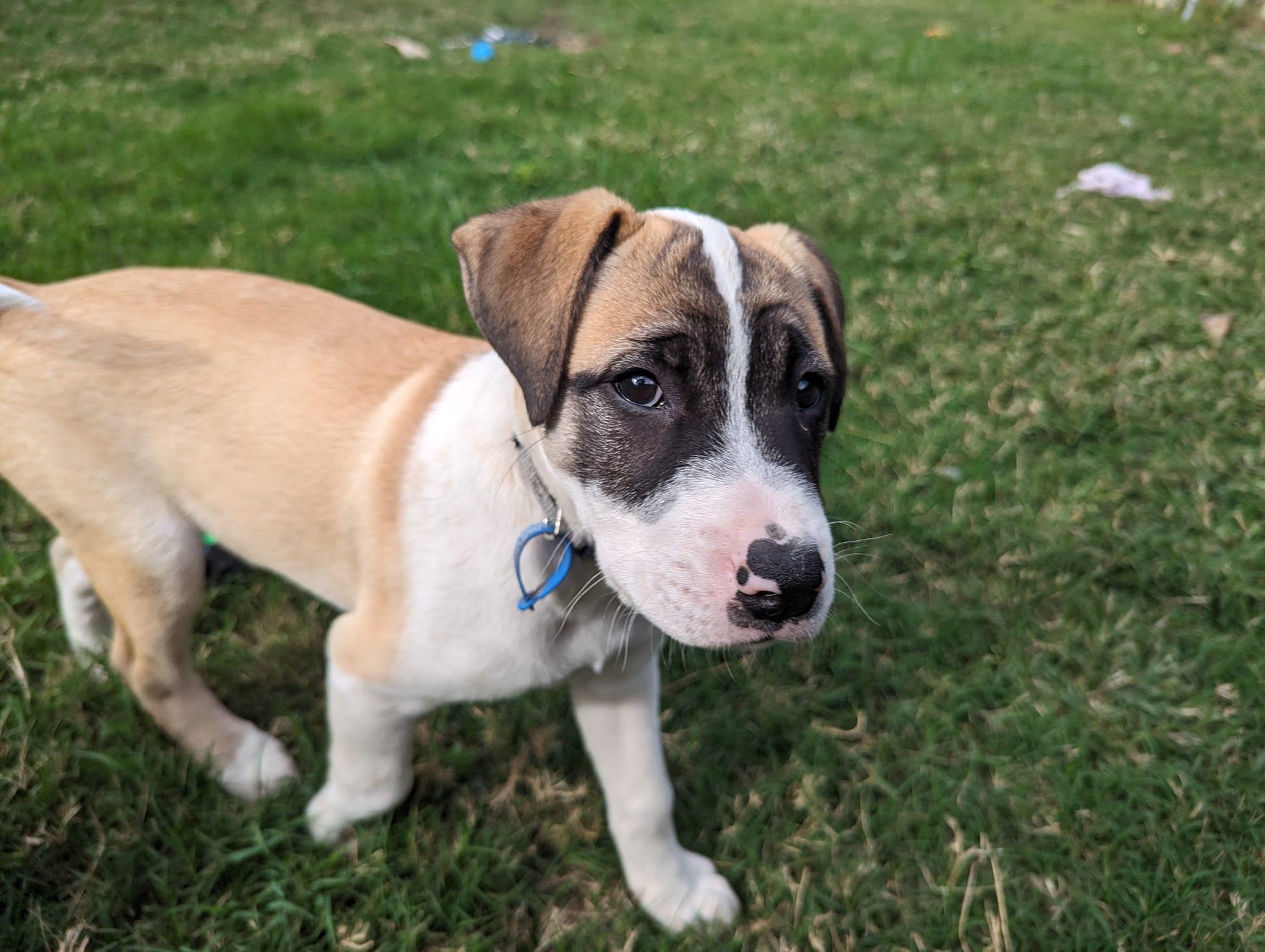 Bega – Lucky Paws Dog Rescue Inc