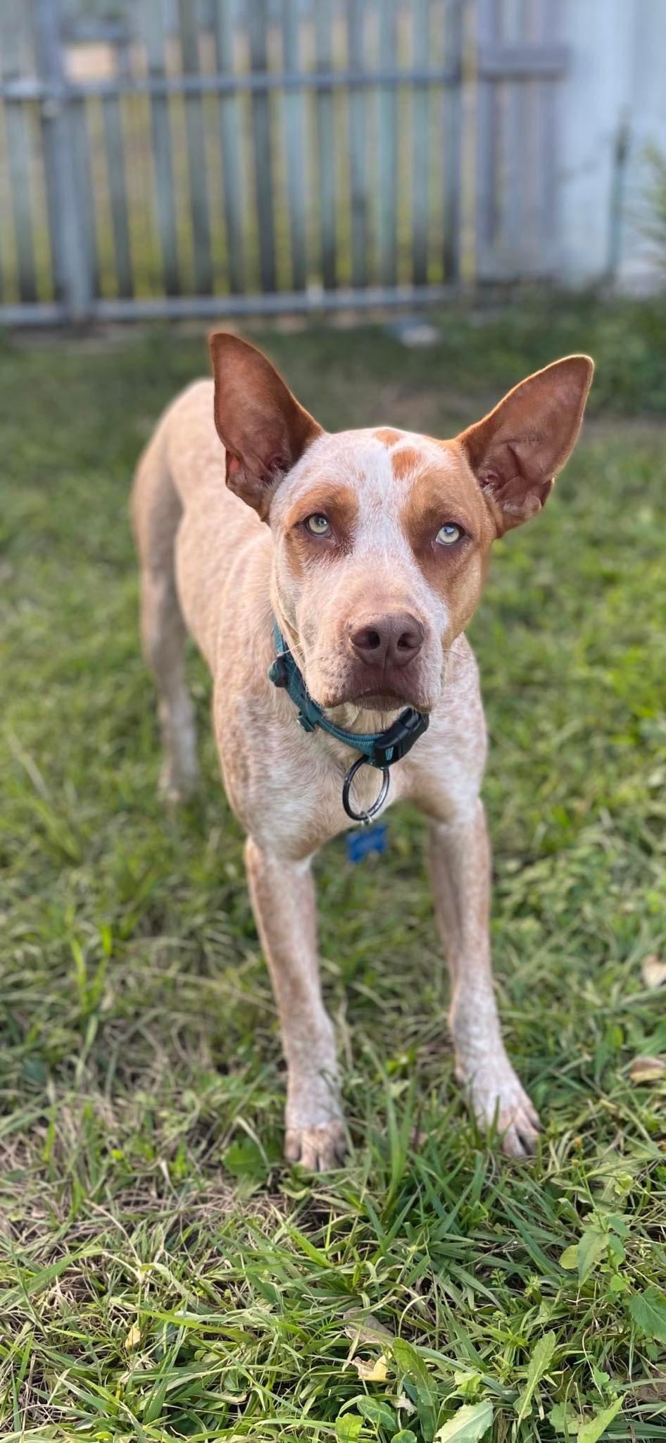 Opi – Lucky Paws Dog Rescue Inc