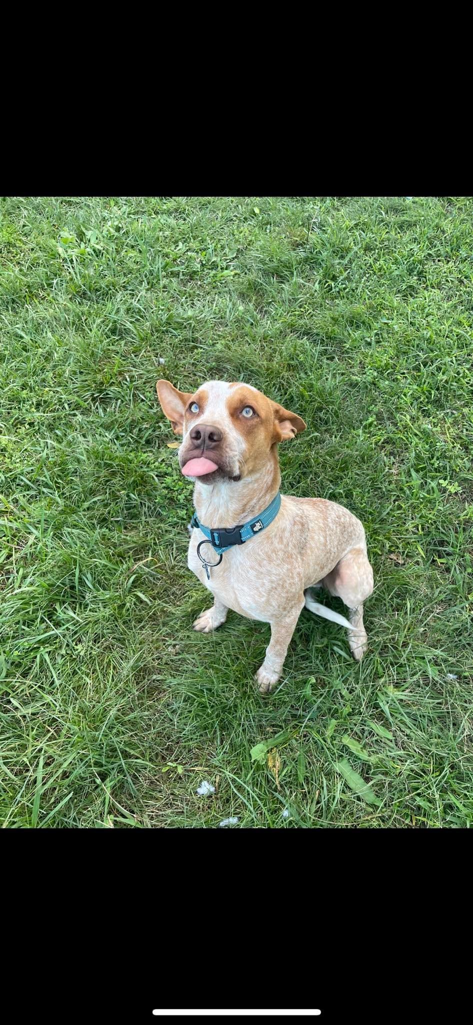 Opi – Lucky Paws Dog Rescue Inc