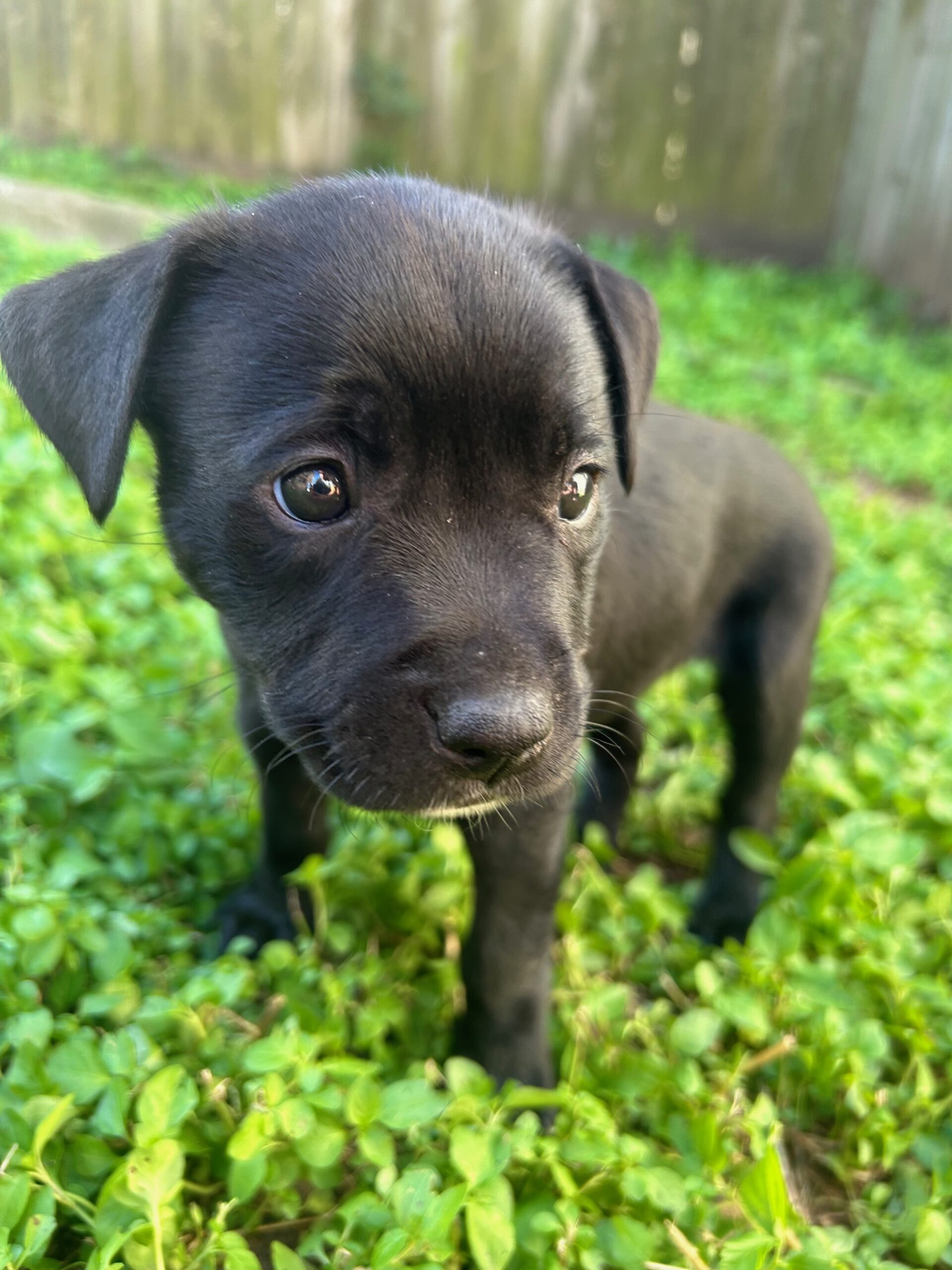 Rosa – Lucky Paws Dog Rescue Inc