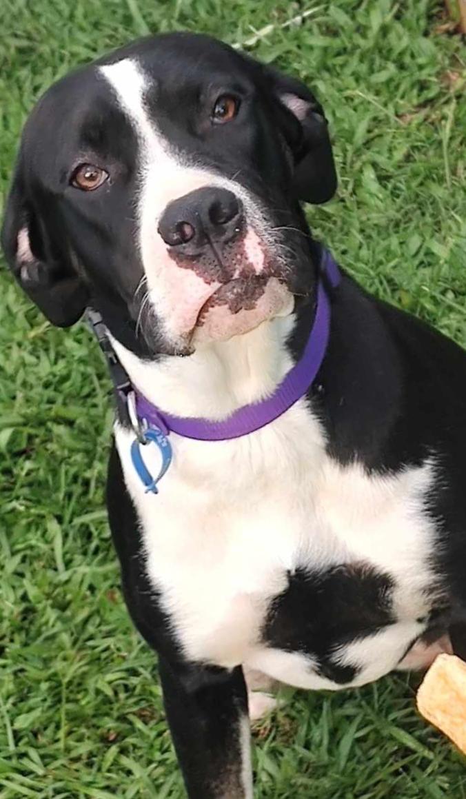 Liberty – Lucky Paws Dog Rescue Inc