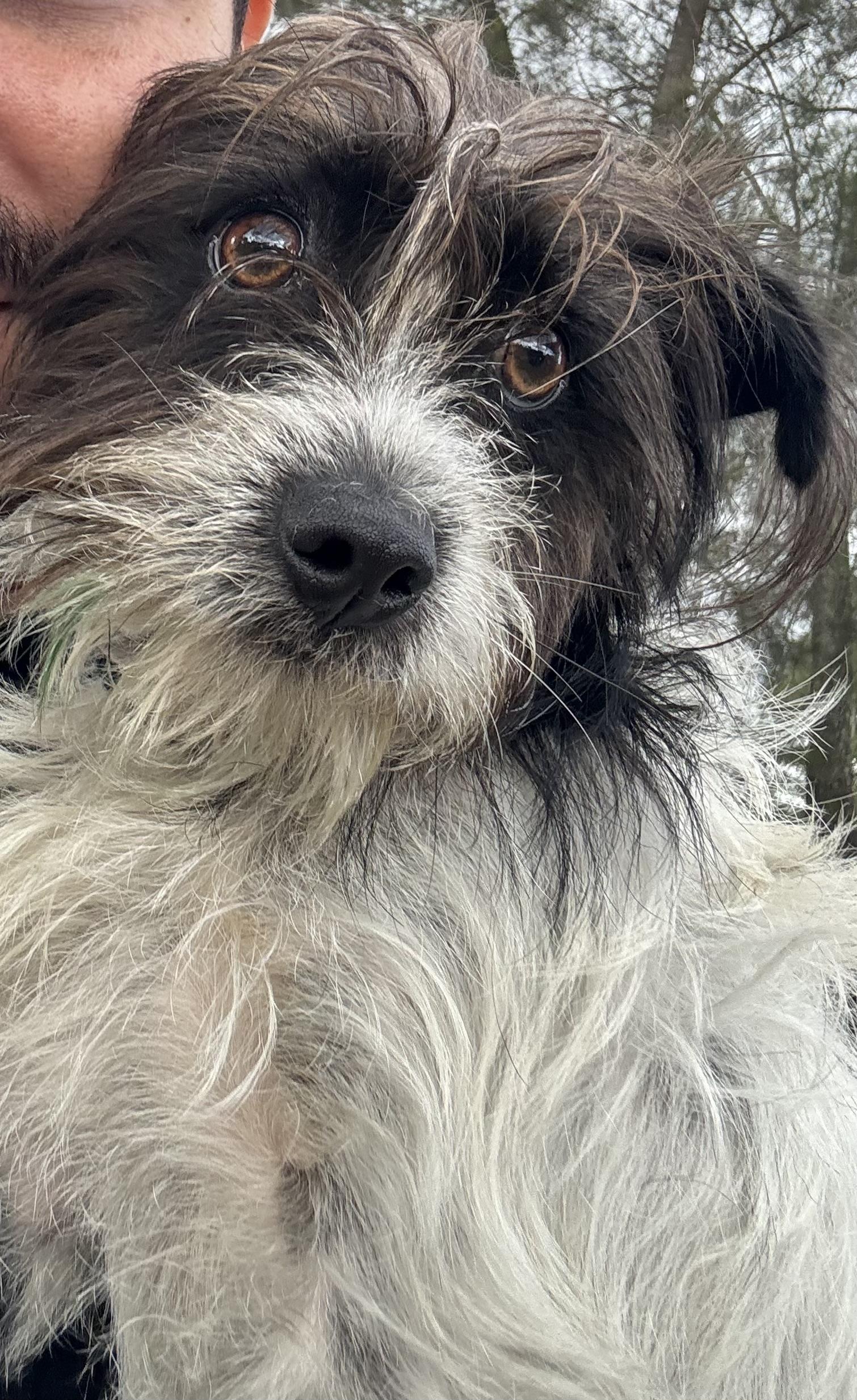 Floyd – Lucky Paws Dog Rescue Inc