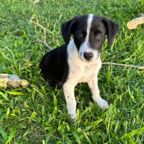 Bruno – Lucky Paws Dog Rescue Inc