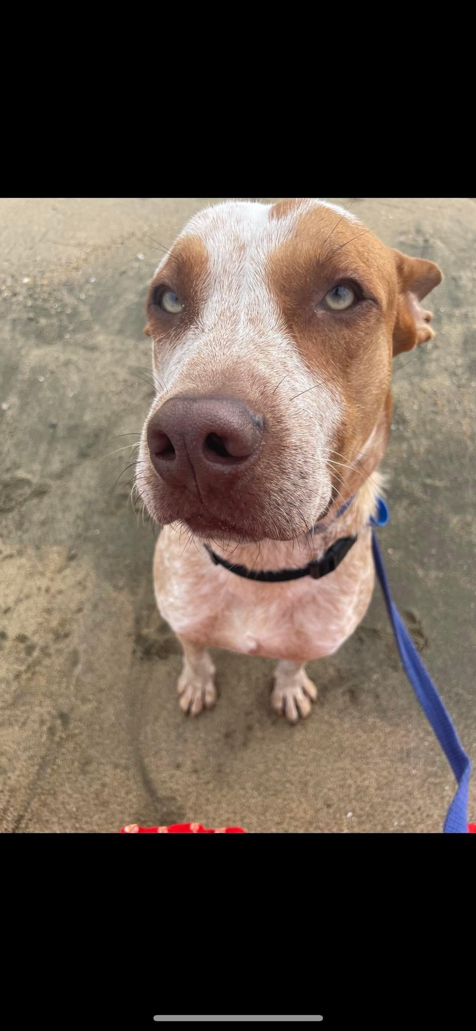 Opi – Lucky Paws Dog Rescue Inc