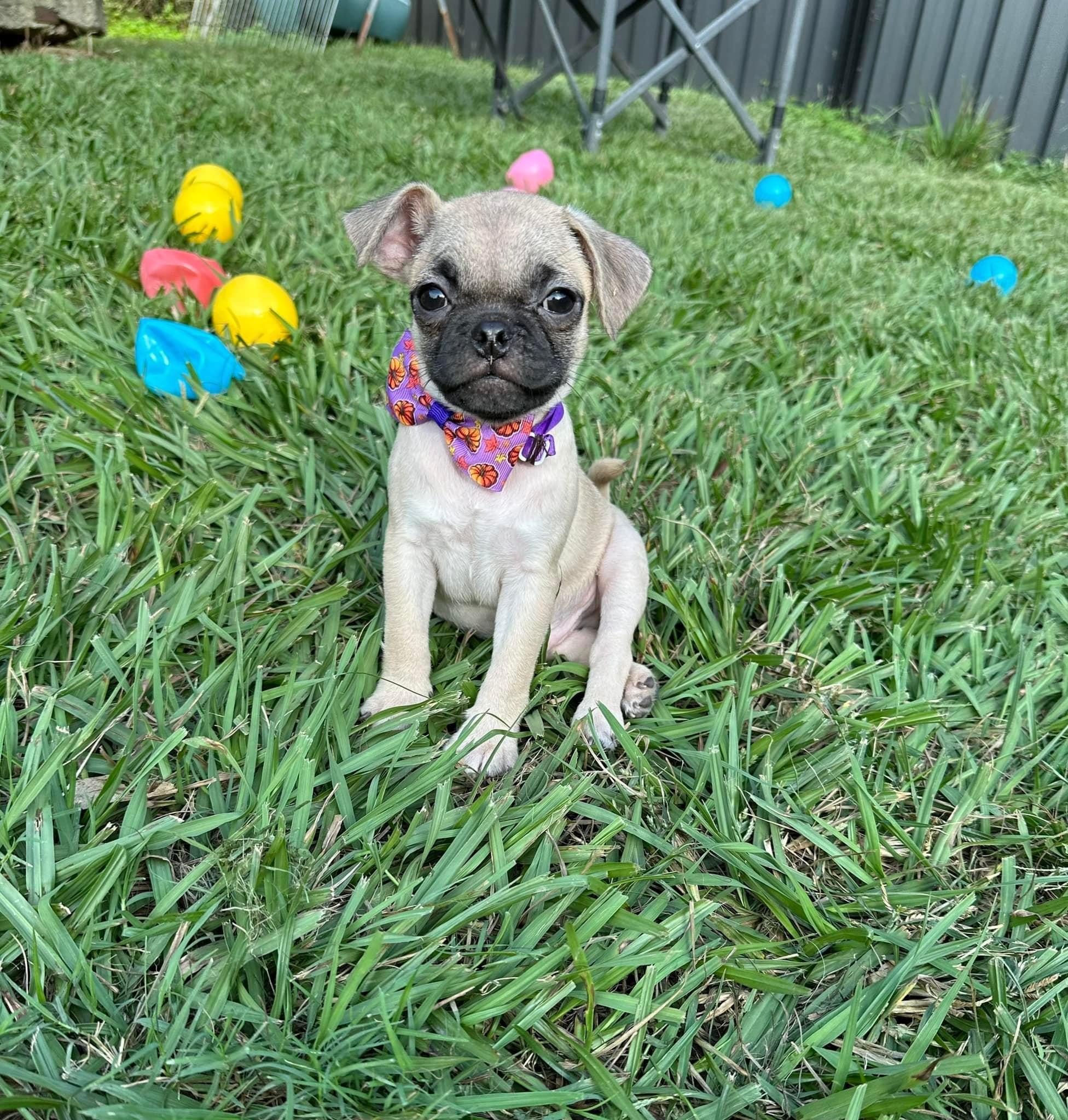 Leo – Lucky Paws Dog Rescue Inc