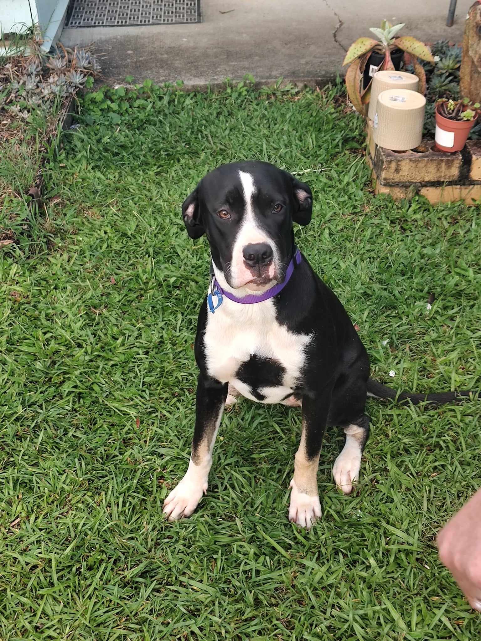 Liberty – Lucky Paws Dog Rescue Inc