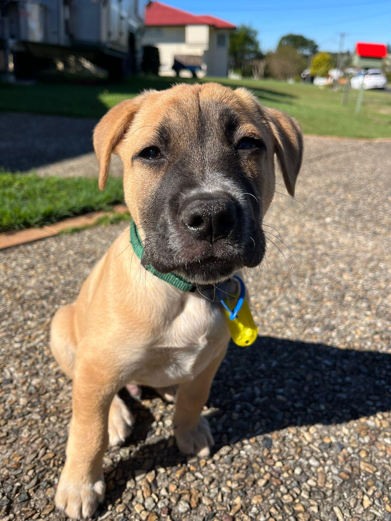 Parkes – Lucky Paws Dog Rescue Inc