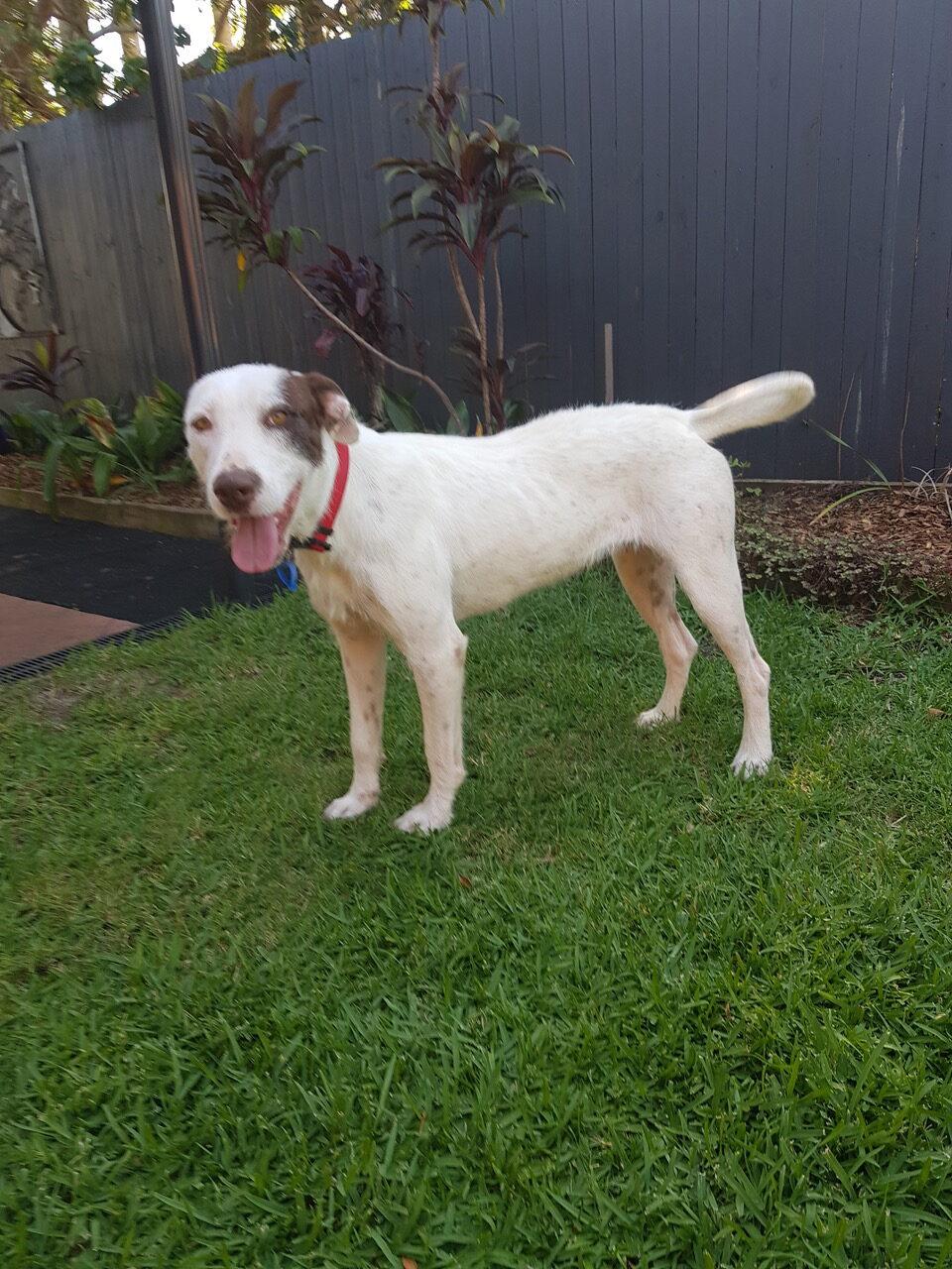 Ember – Lucky Paws Dog Rescue Inc