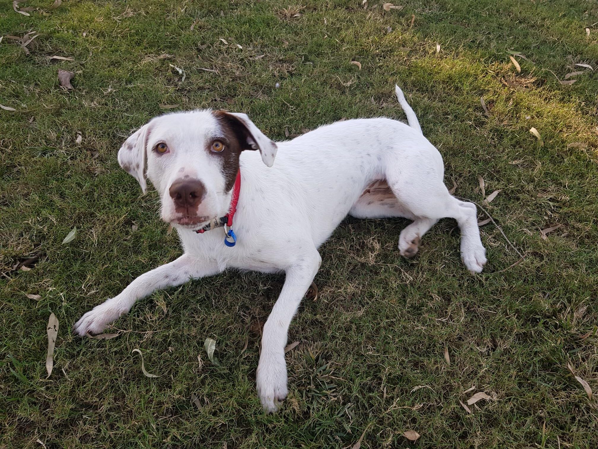 Ember – Lucky Paws Dog Rescue Inc