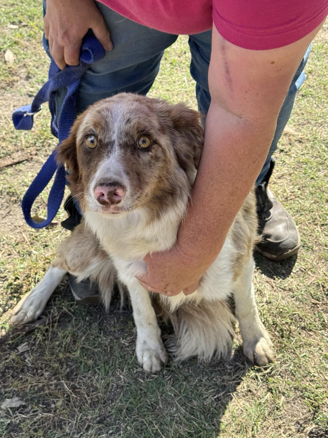 River – Lucky Paws Dog Rescue Inc